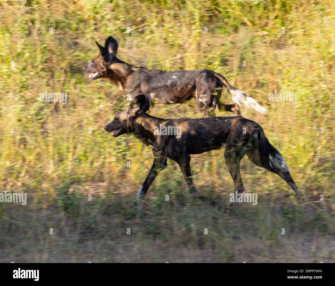 Once Africa's most successful and widespread predator the Wild Dog is ...