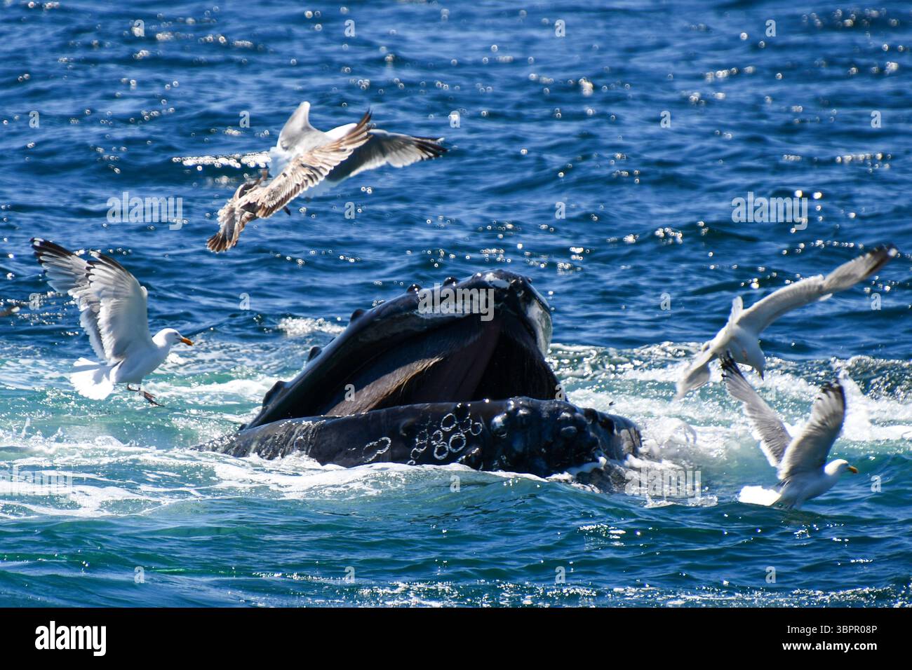 Humpback whale with open mouth feeding at the surface surrounded by ...