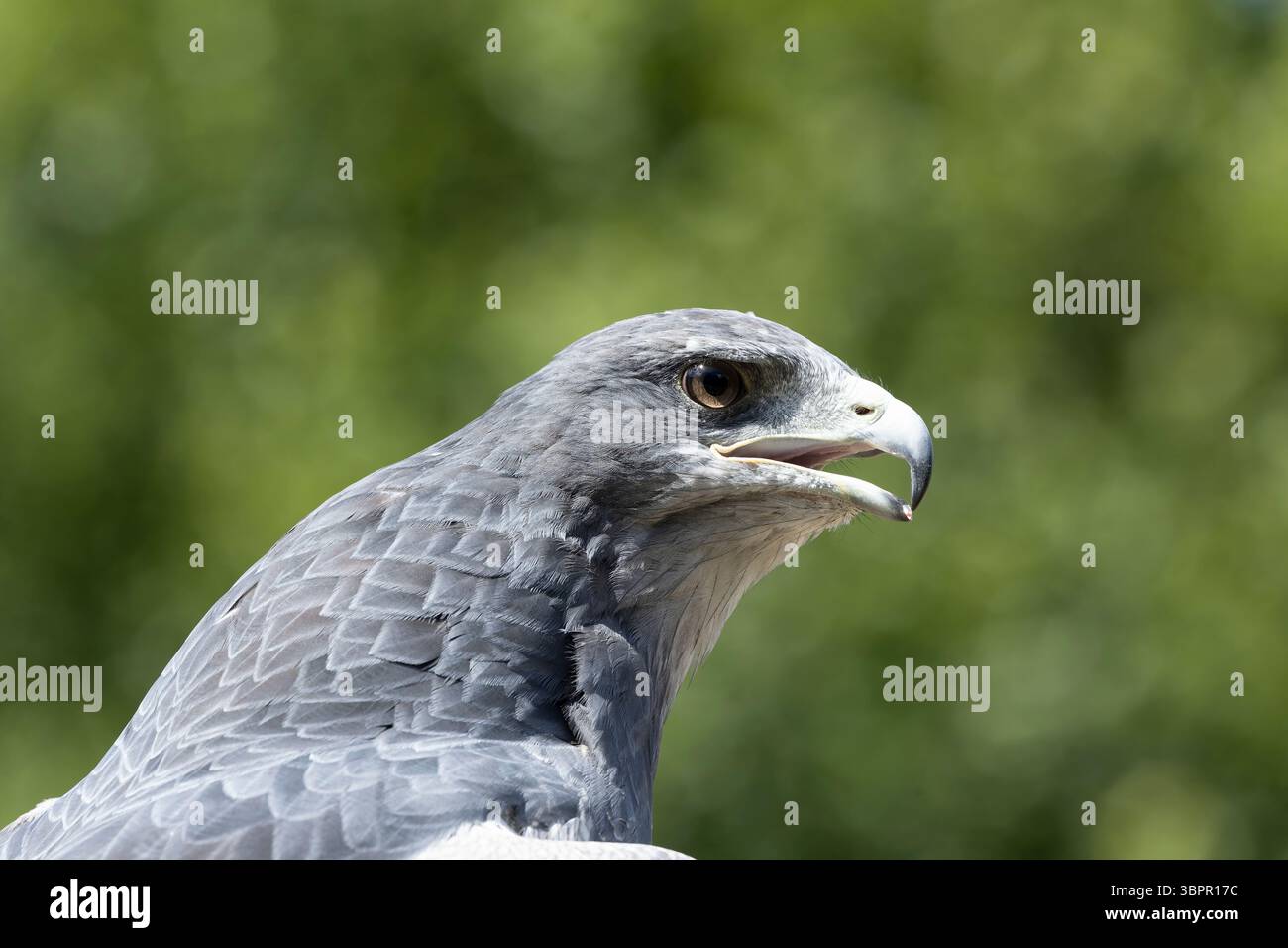 Chilean blue eagle hi-res stock photography and images - Alamy