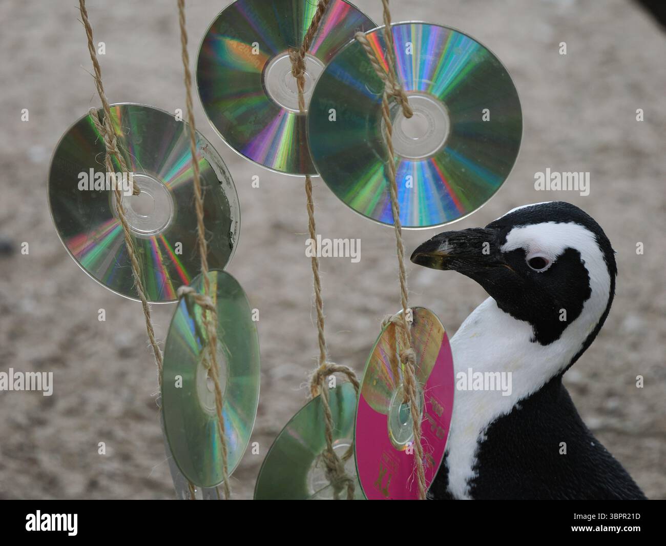 A charming African penguin observes a set of multi-colored, reflective ...