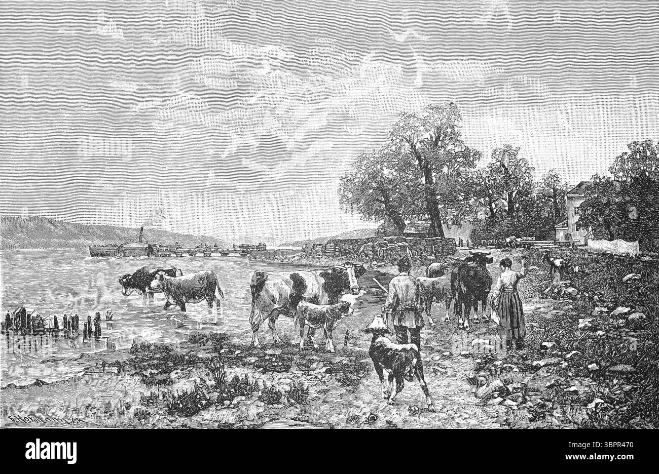 Embarkation of a herd of cattle on Lake Constance, Bavaria, Germany ...