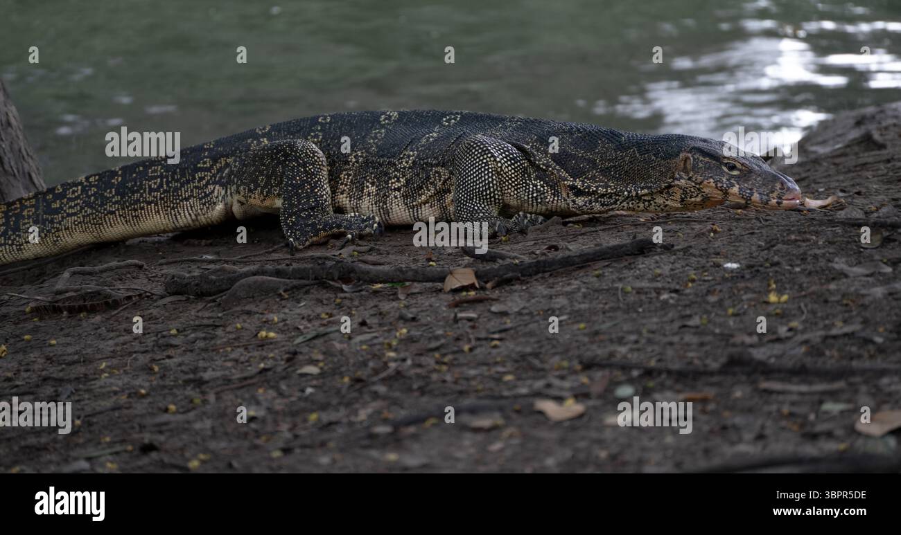 Close up asian monitor hi-res stock photography and images - Alamy