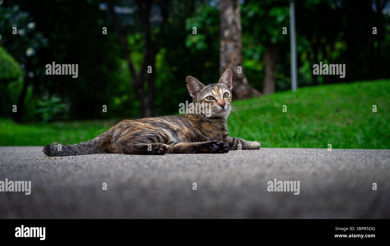 Urban cat life hi-res stock photography and images - Alamy