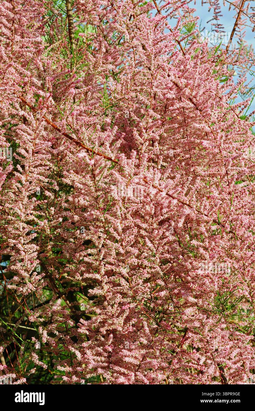 Tamarisk in bloom Stock Photo - Alamy