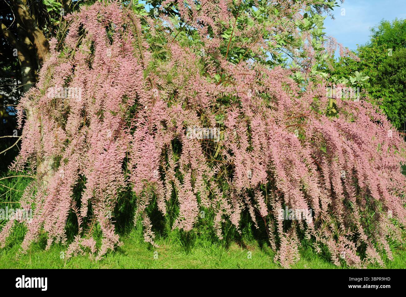 Tamarisk in bloom Stock Photo - Alamy
