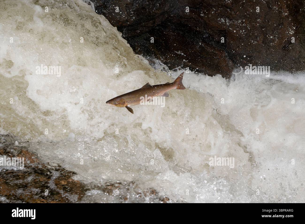 Atlantic Salmon (Salmo salar) acending waterfall to reach spawning beds ...