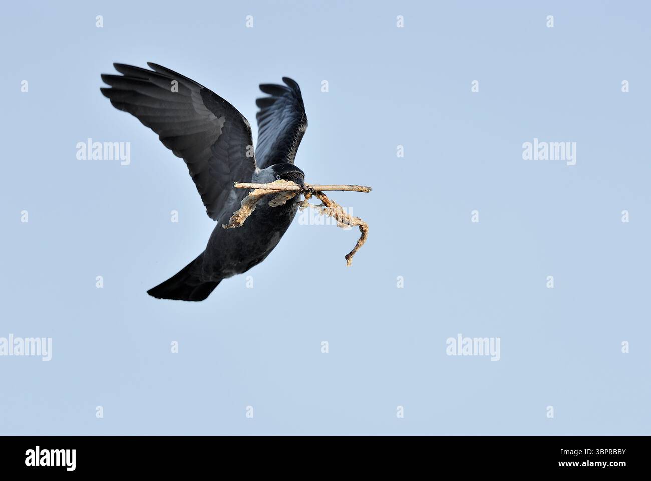 Jackdaw (Corvus monedula) in flight with stipe of dead kelp seaweed it ...