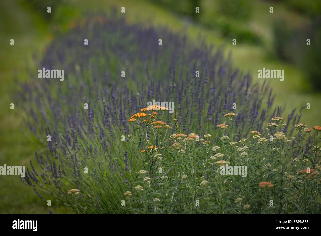 Lavender Fields in Virginia Stock Photo - Alamy