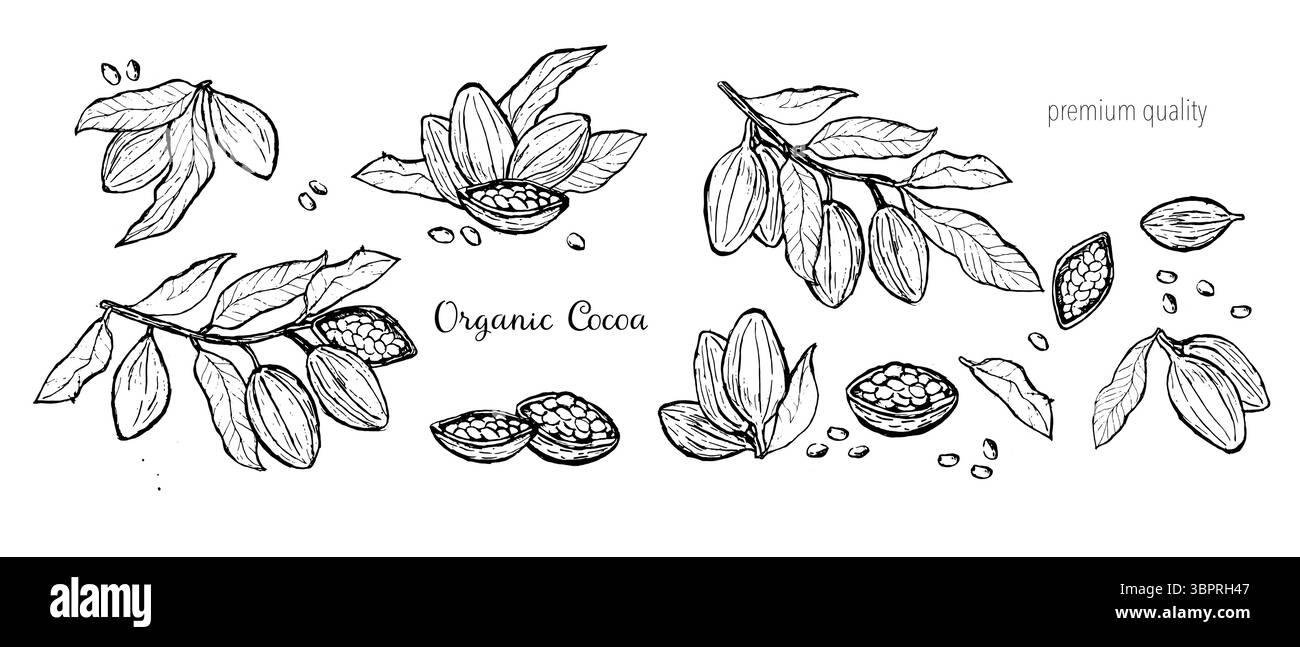 Organic cocoa beans sketch collection for premium quality designs Stock ...