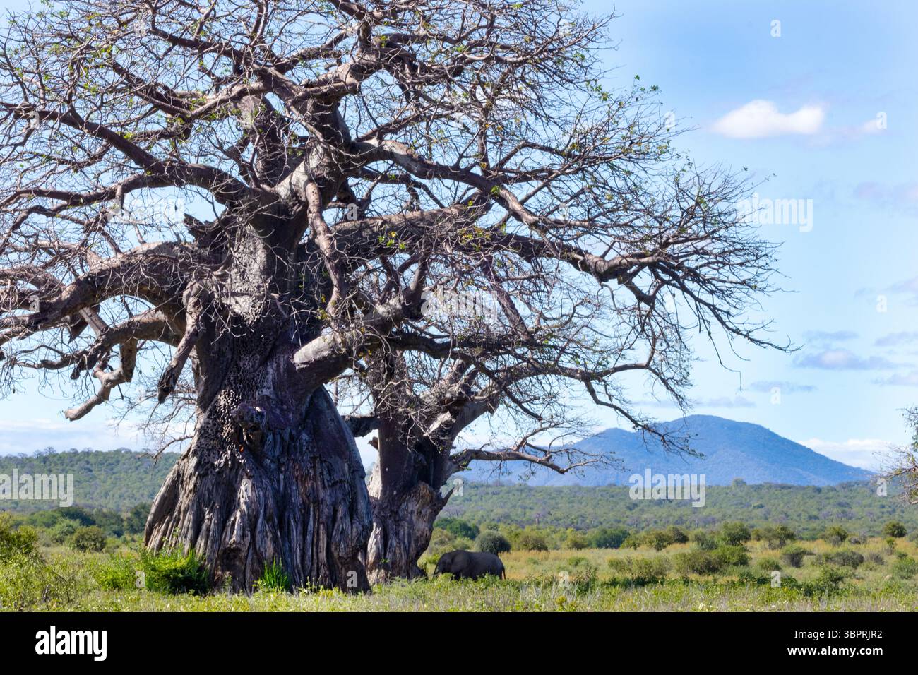 Ancient Baobabs dwarf passing elephant bulls in Ruaha National Park ...