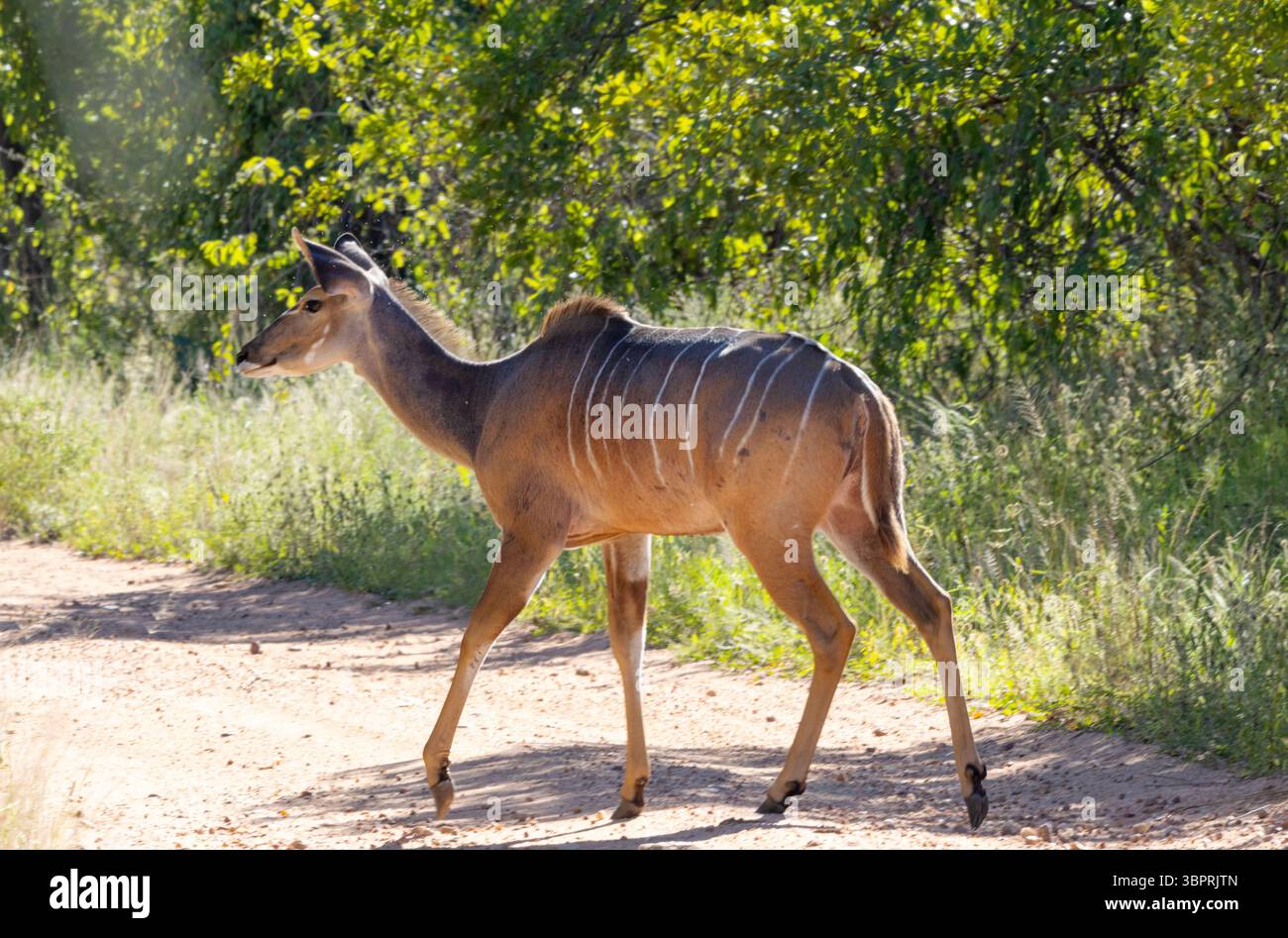 A female greater kudu crosses the track following the rest of her small ...