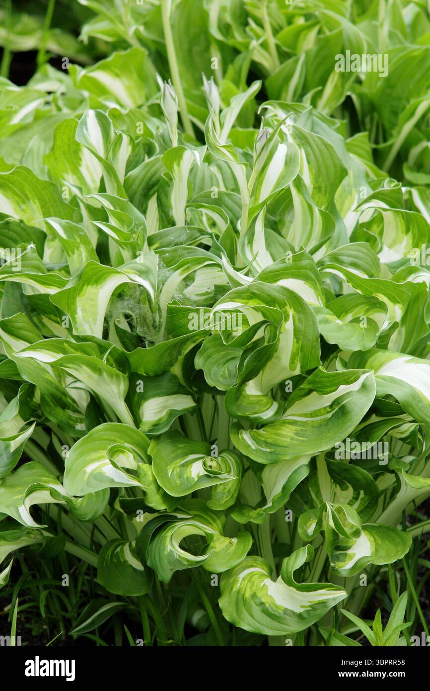 Hosta undulata wavy hi-res stock photography and images - Alamy