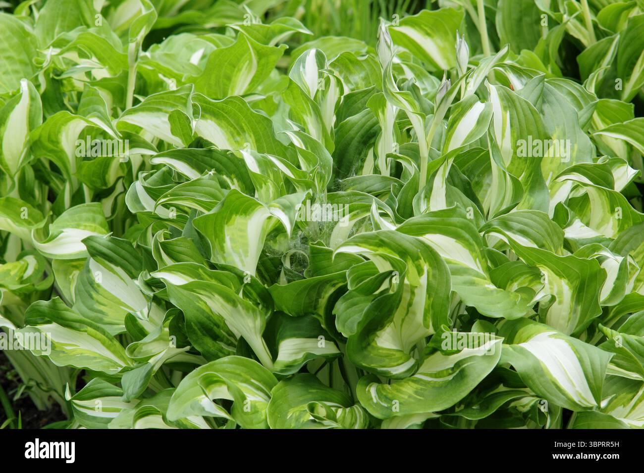 Hosta undulata var. undulata. Characteristic variegated Wavy Plantain ...