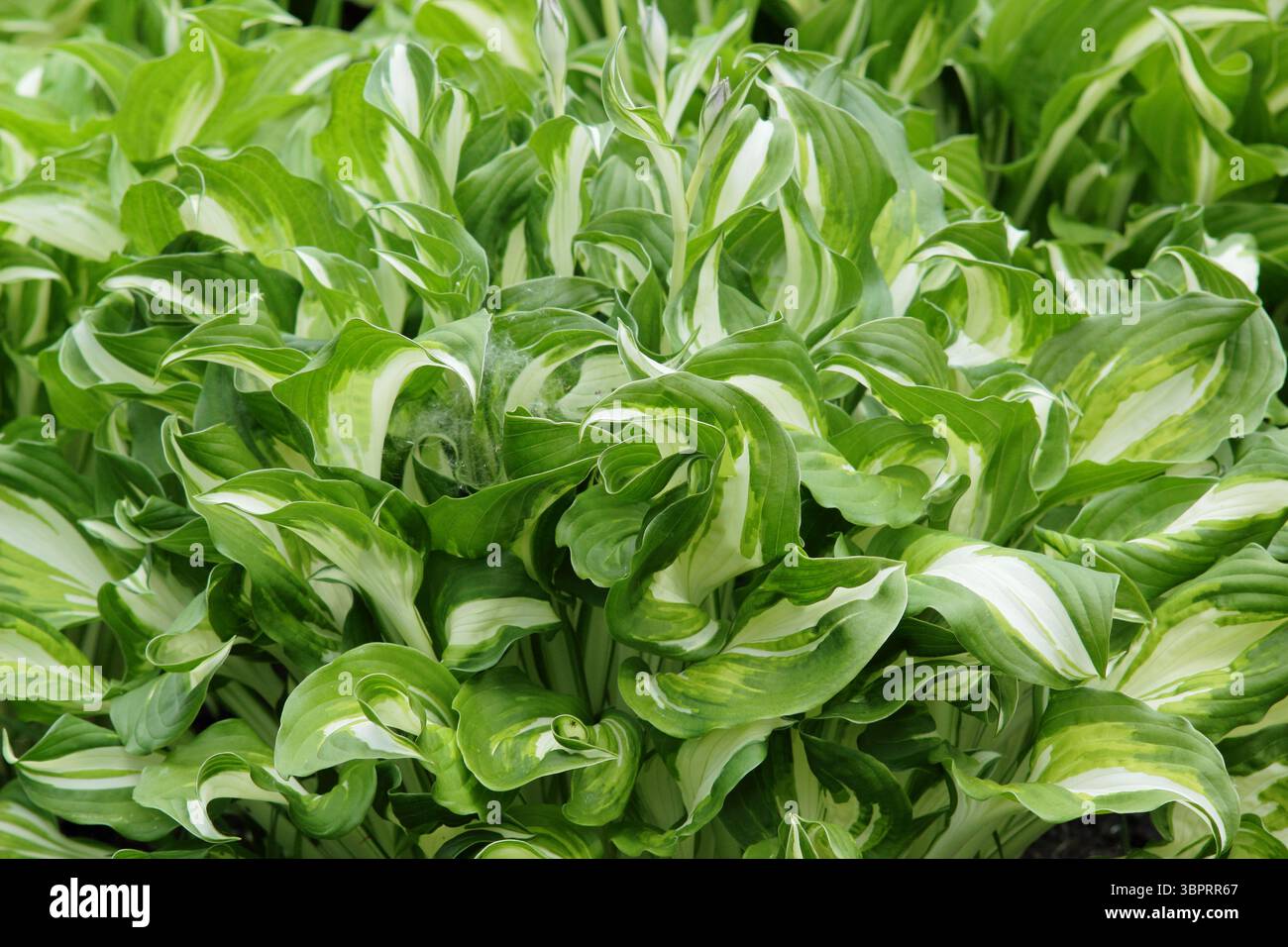 Hosta undulata var. undulata. Characteristic variegated Wavy Plantain ...
