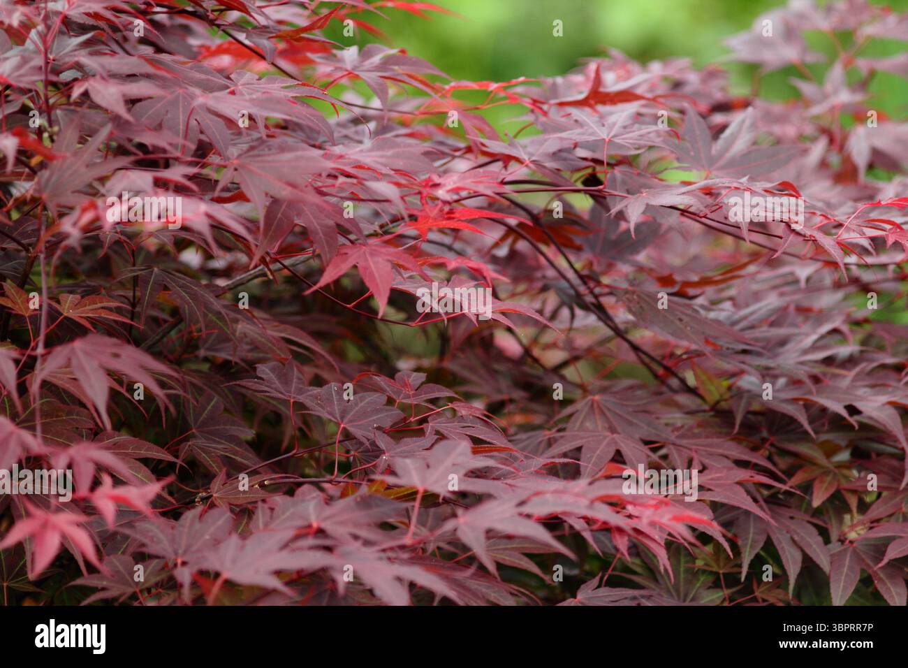 Acer Palmatum Fireglow Japanese maple displaying characteristic bright ...