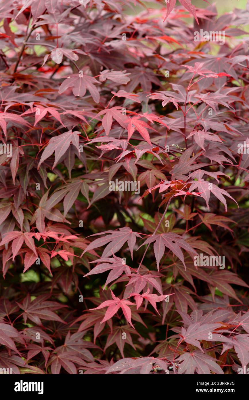 Acer Palmatum Fireglow Japanese maple displaying characteristic bright ...