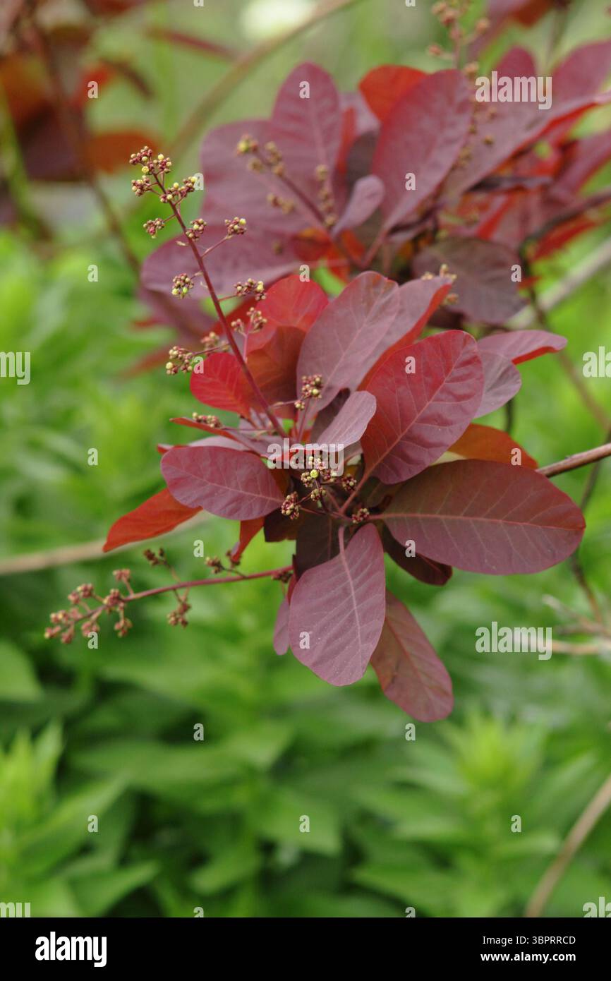 Purple pink leaves of Cotinus Grace smoke bush tree in an English ...