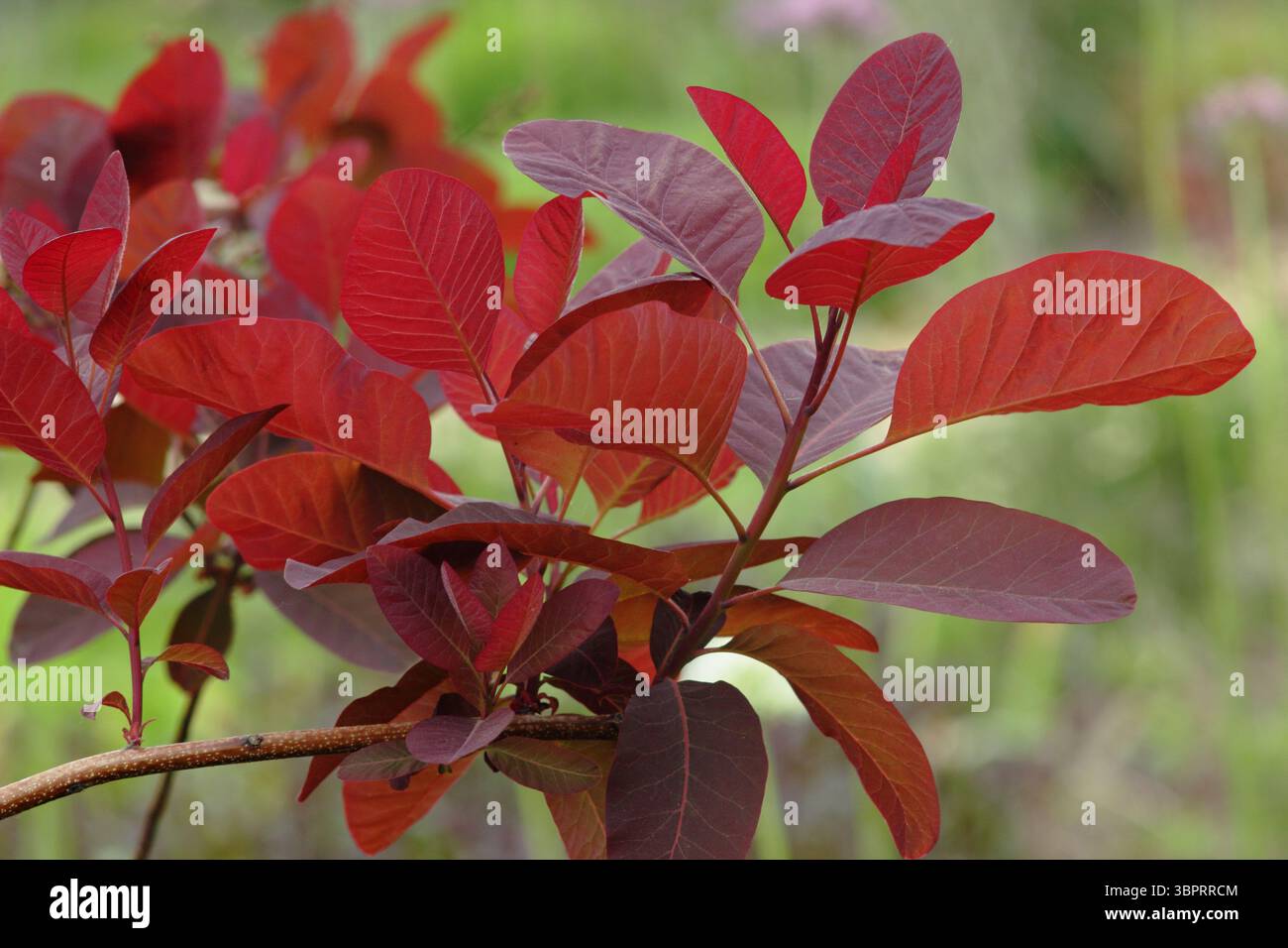 Purple pink leaves of Cotinus Grace smoke bush tree in an English ...