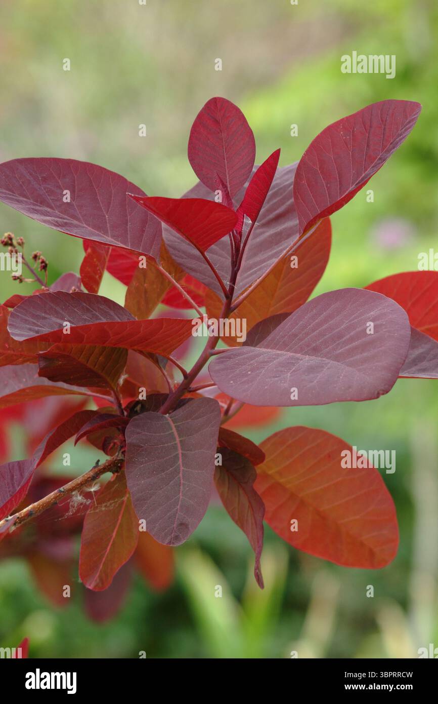 Purple pink leaves of Cotinus Grace smoke bush tree in an English garden. UK Stock Photo - Alamy