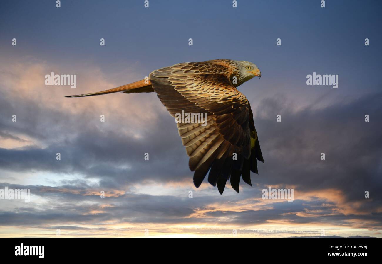 Red Kite in flight at Rhayader in Powys Wales Uk Stock Photo - Alamy