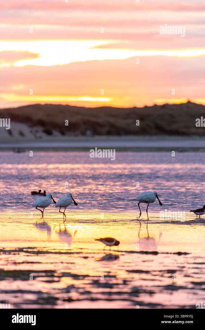 The royal spoonbill (Platalea regia), also known as the black-billed ...