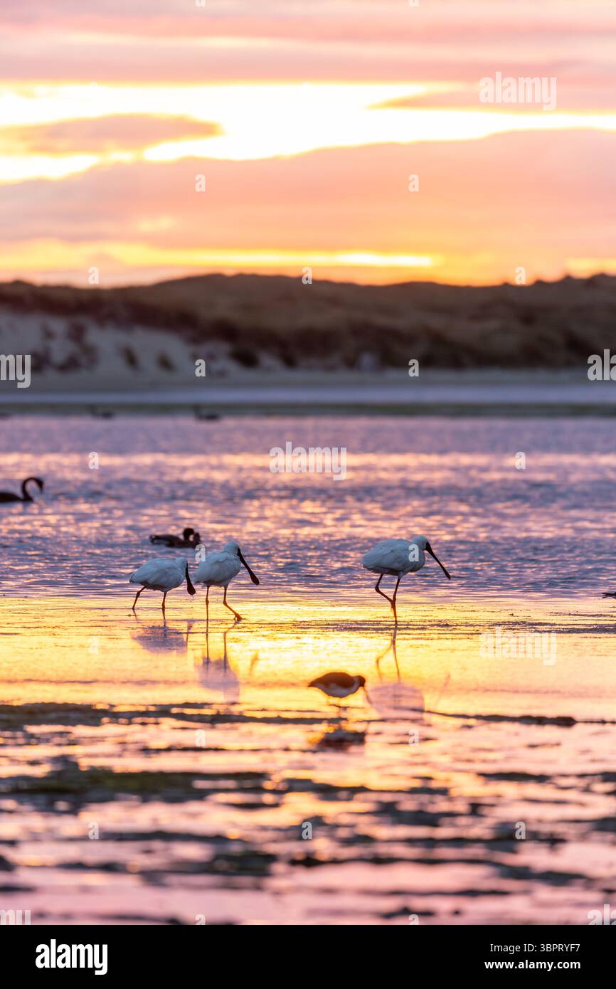 The royal spoonbill (Platalea regia), also known as the black-billed ...