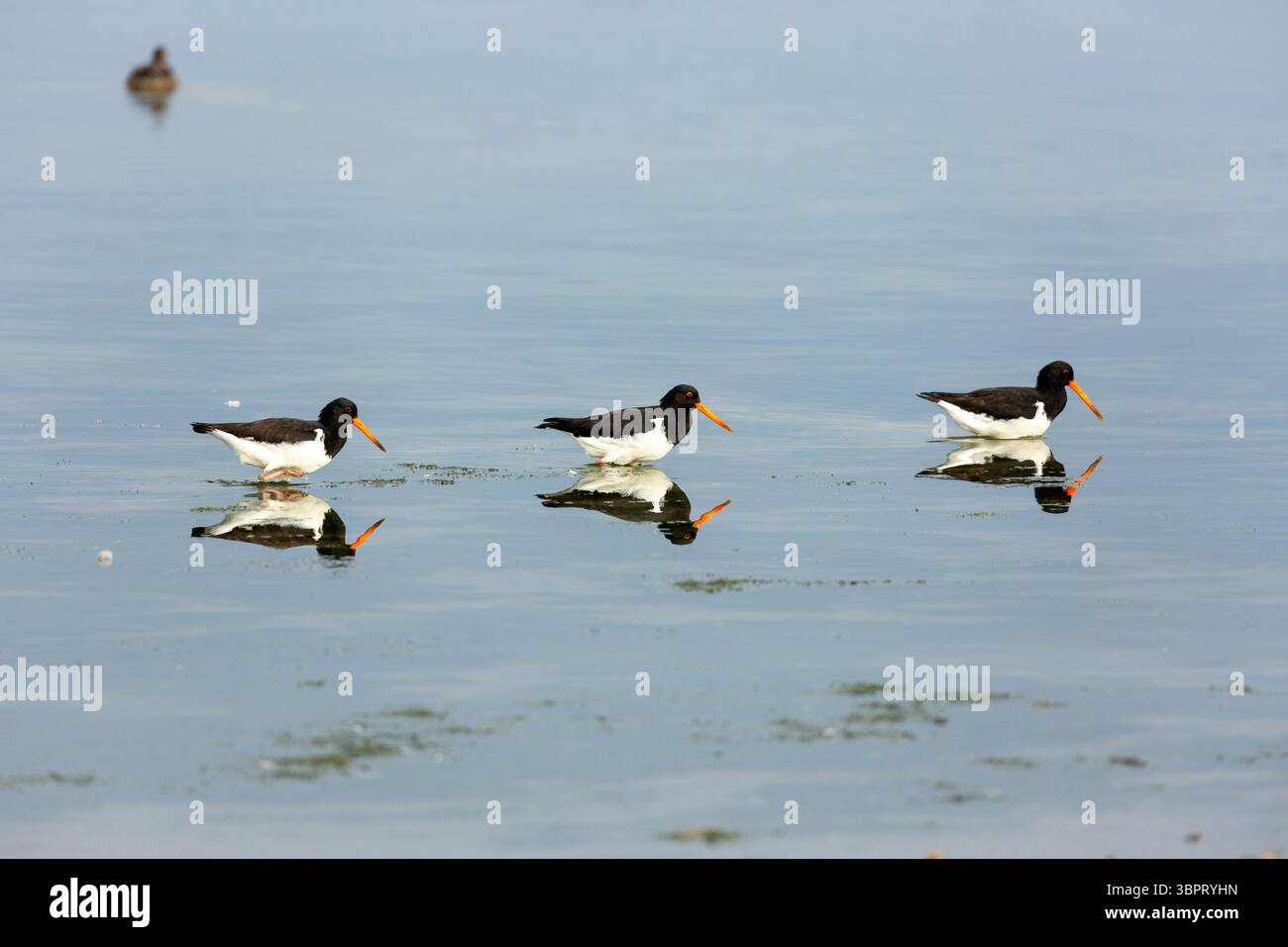 Three Oystercatchers standing in a line, Moray Terrace Reserve ...