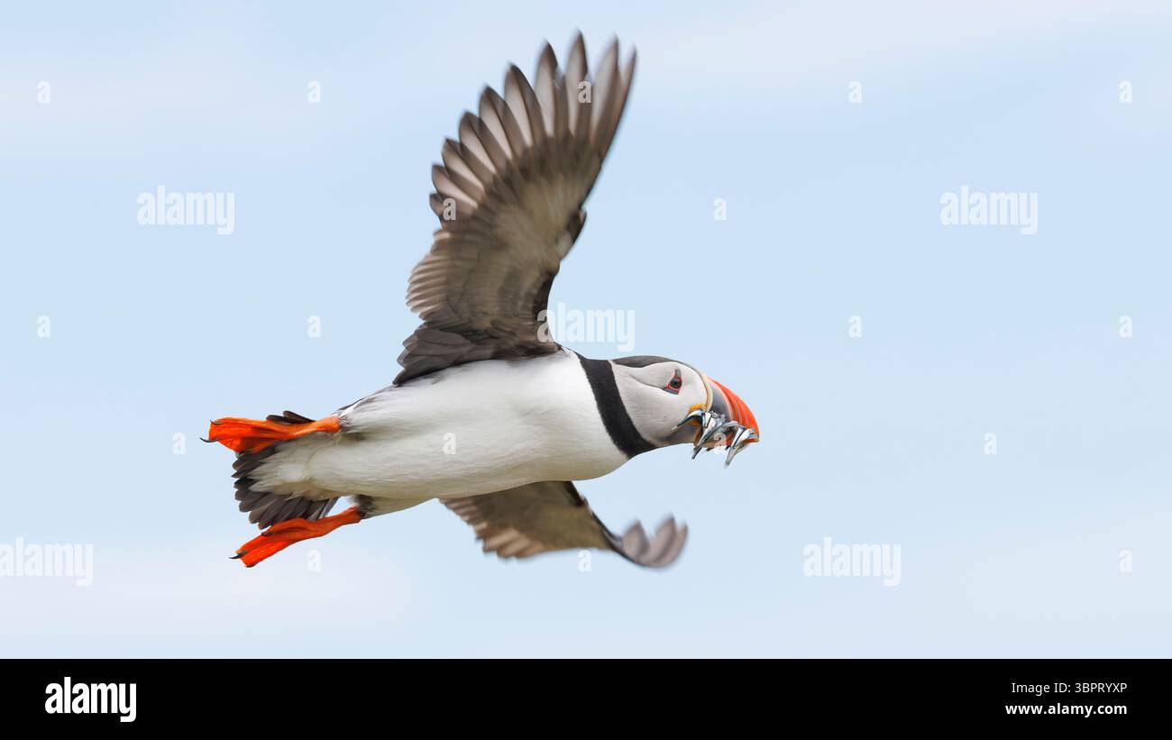 Young puffin isle of may hi-res stock photography and images - Alamy