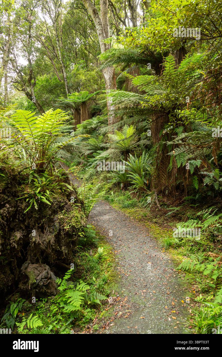 The walking track though temperate rainforest leading to Lake Wilkie ...