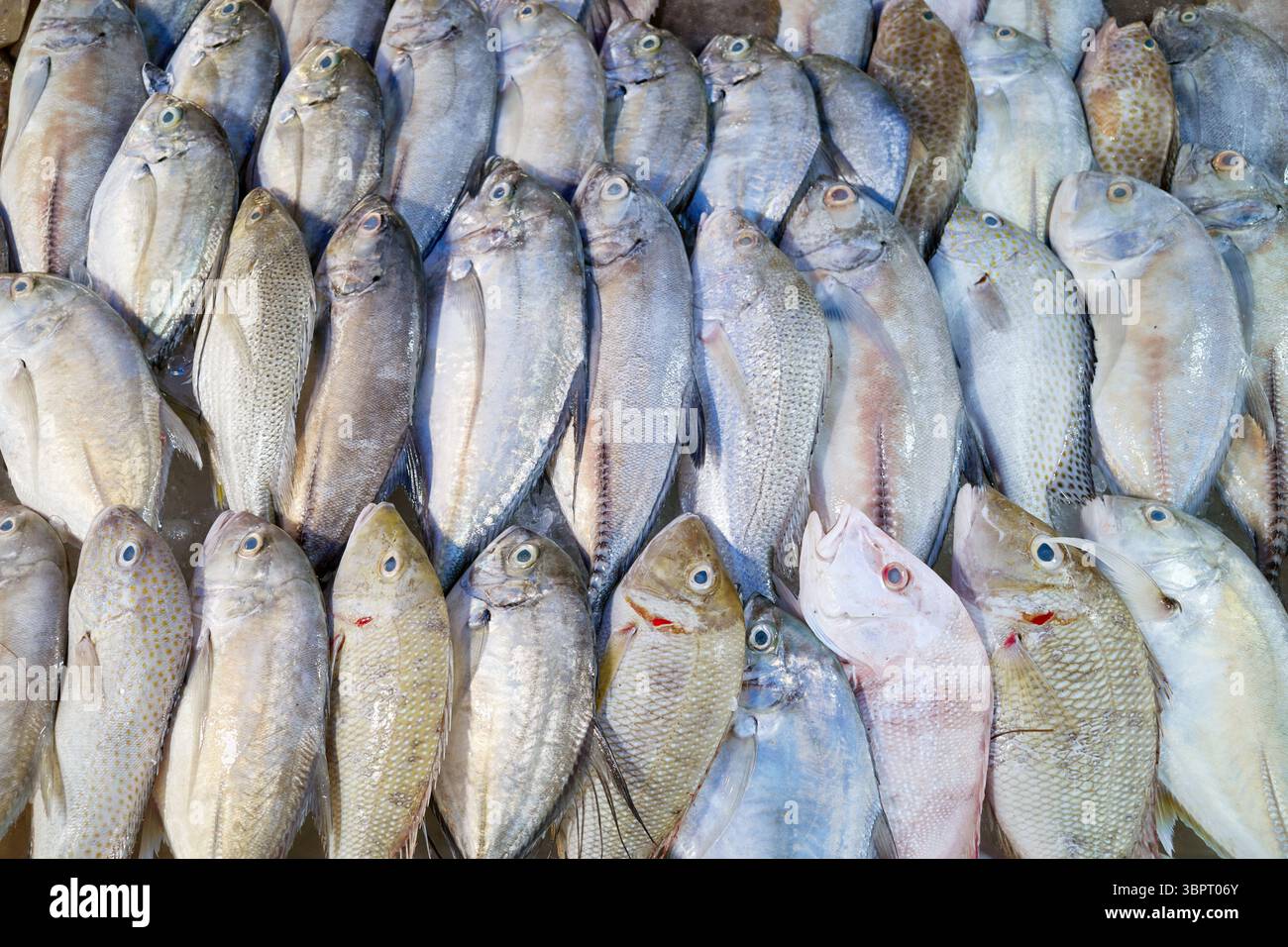 Freshly caught sea fish at a market in Kota Kinabalu, Borneo, Malaysia ...