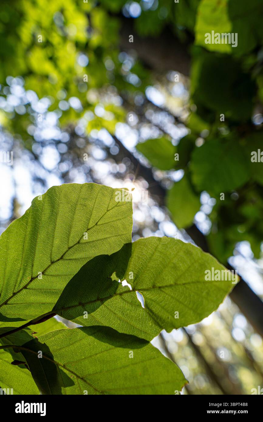 Sunlight highlighting leaves hi-res stock photography and images - Alamy