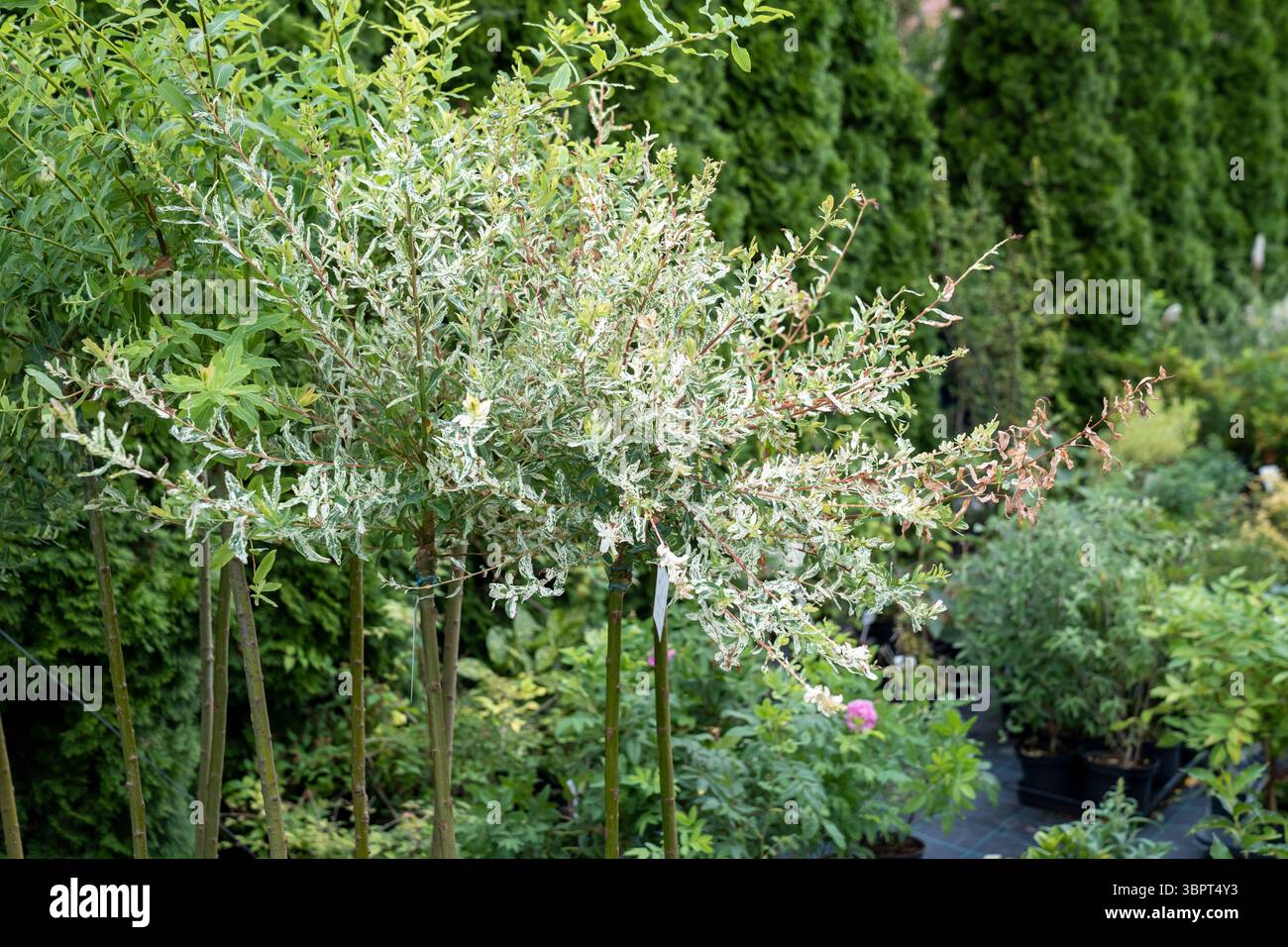 Close-up of Japanese willow (Salix integra 'Hakuro Nishiki') with ...