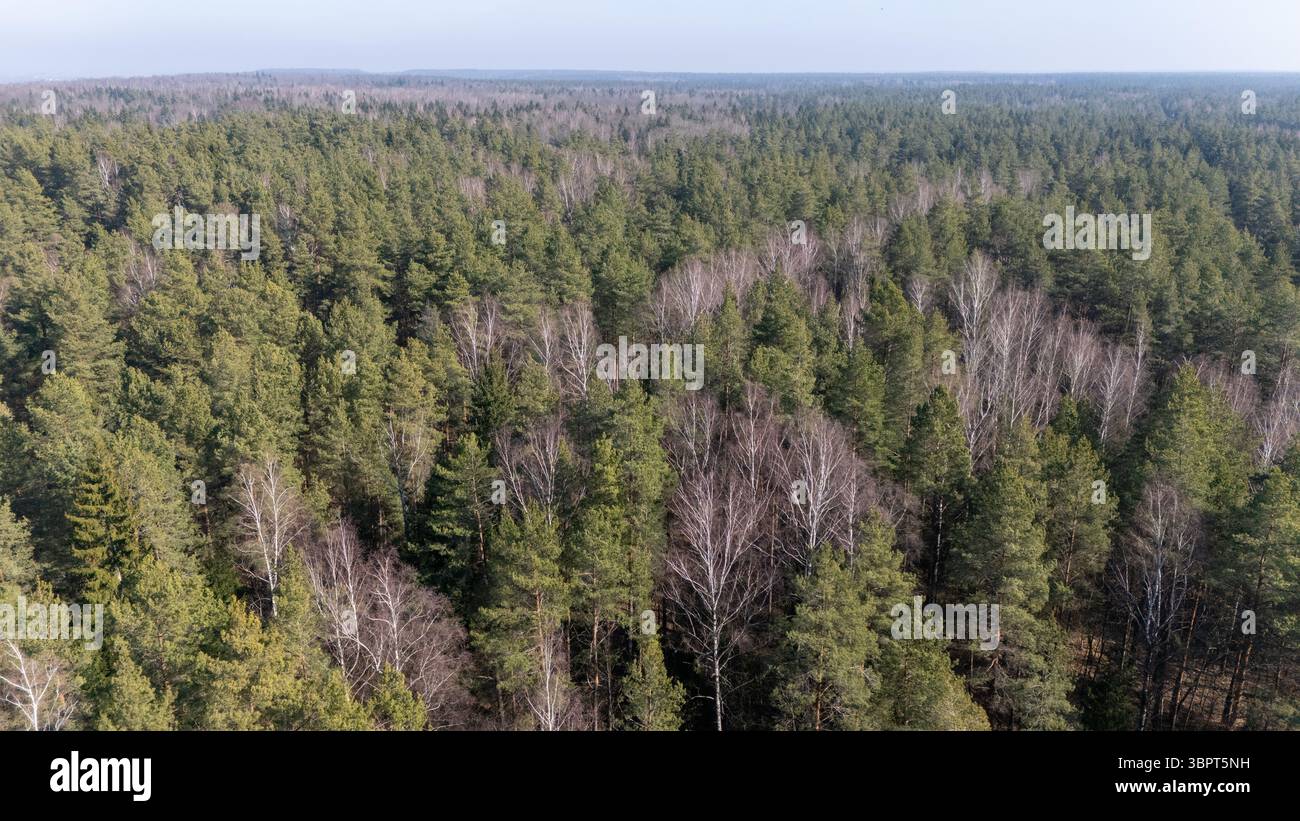 Aerial view of a dense forest with a mix of evergreen and deciduous ...