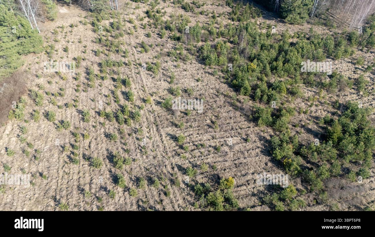 Aerial view of a reforestation area with young trees planted in rows ...