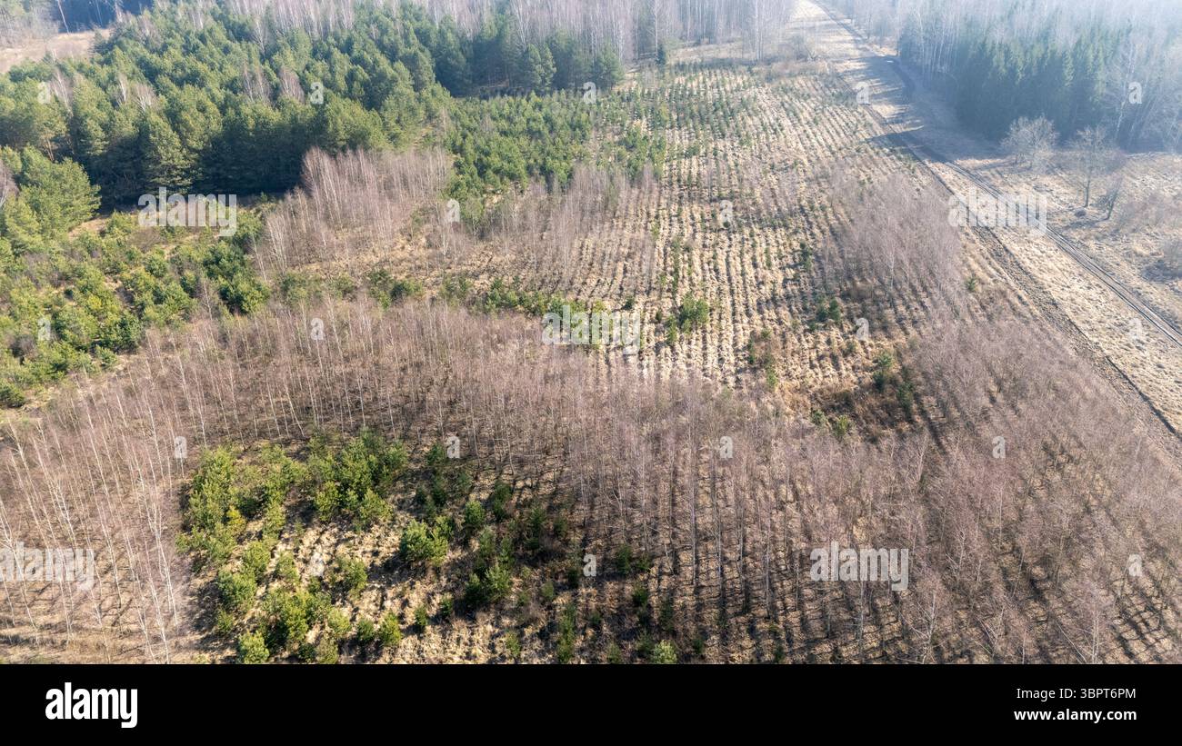 Aerial view of a forest with a mix of coniferous and deciduous trees ...