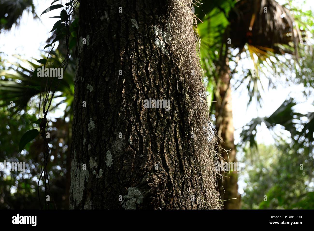 Central florida forest hi-res stock photography and images - Alamy
