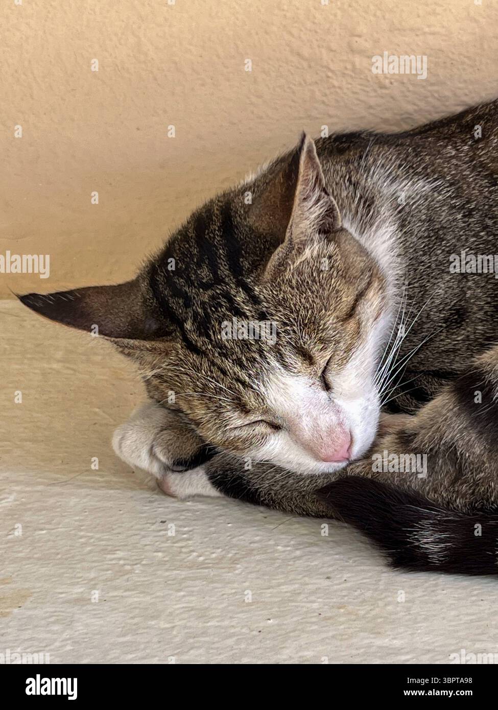 Schlafende Katze, Tier, Haustiere *** Sleeping cat, animal, pets ...
