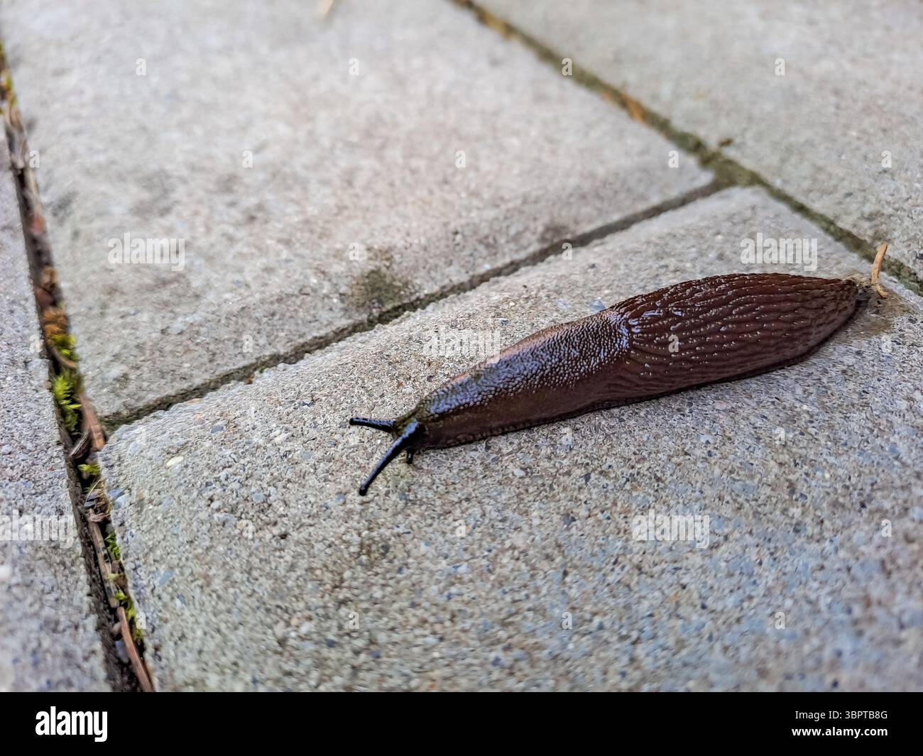 Arion Vulgaris aka Spanish slug. The most Invading animal in Europe and ...