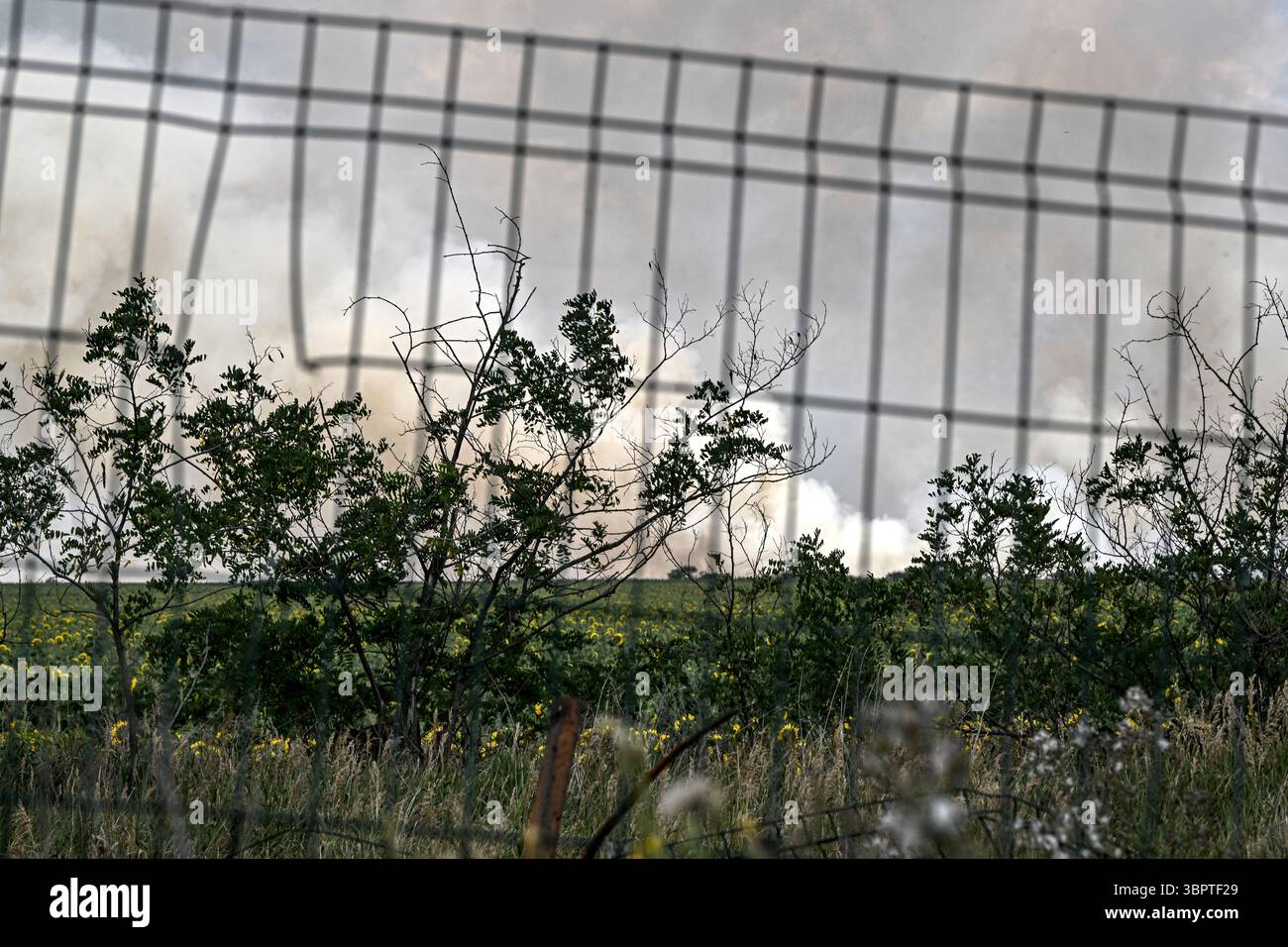 Smoke from Russian shelling rises over a sunflower field in ...
