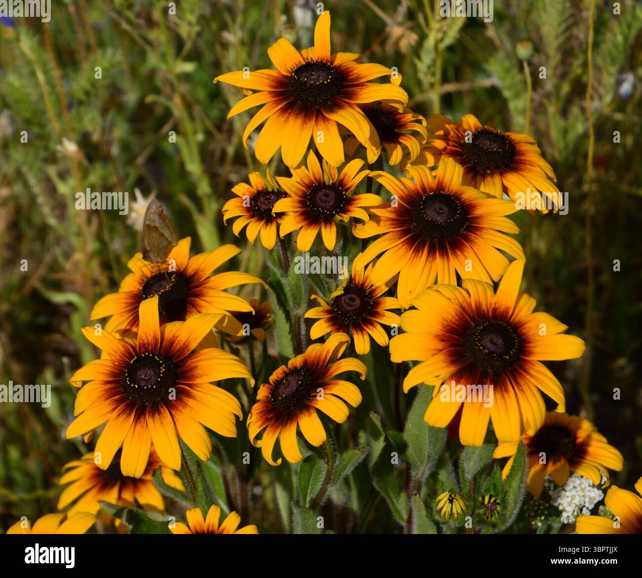 Vibrant floral nectar scene hi-res stock photography and images - Alamy