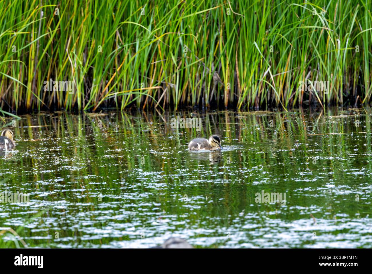 Fluffy duckling grazing on aquatic plants and small invertebrates by a ...