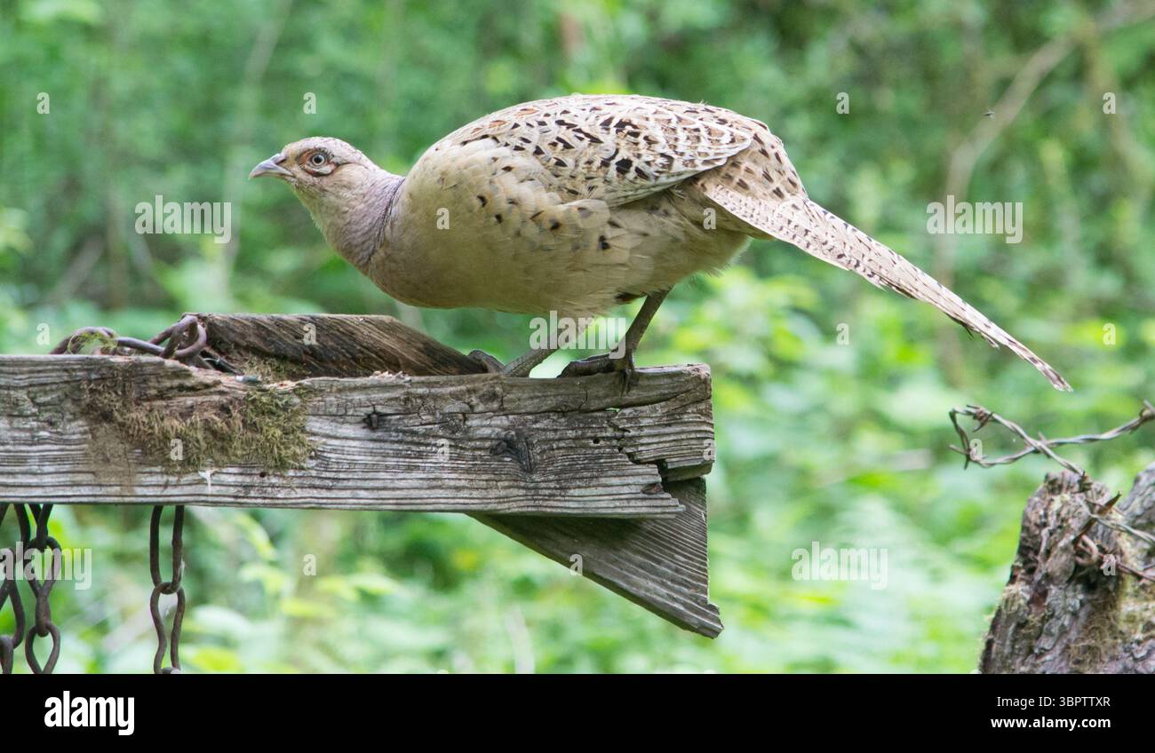 Male and female pheasants hi-res stock photography and images - Alamy