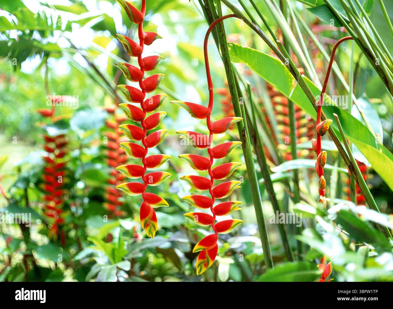 Heliconia rostrata (Lobster claw, False-bird-of-paradise) plant, Upolu ...