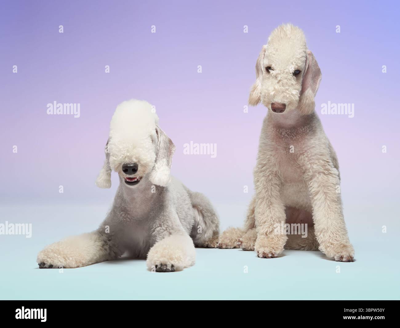 Two Bedlington Terriers sit on a clean white floor, looking relaxed ...