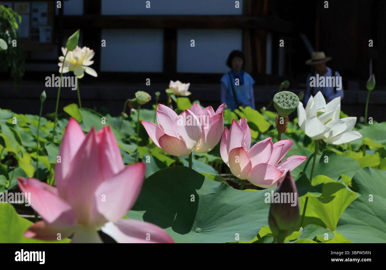 Flowers of lotus bloom at Kikouji Temple in Nara City on July 10, 2025 ...