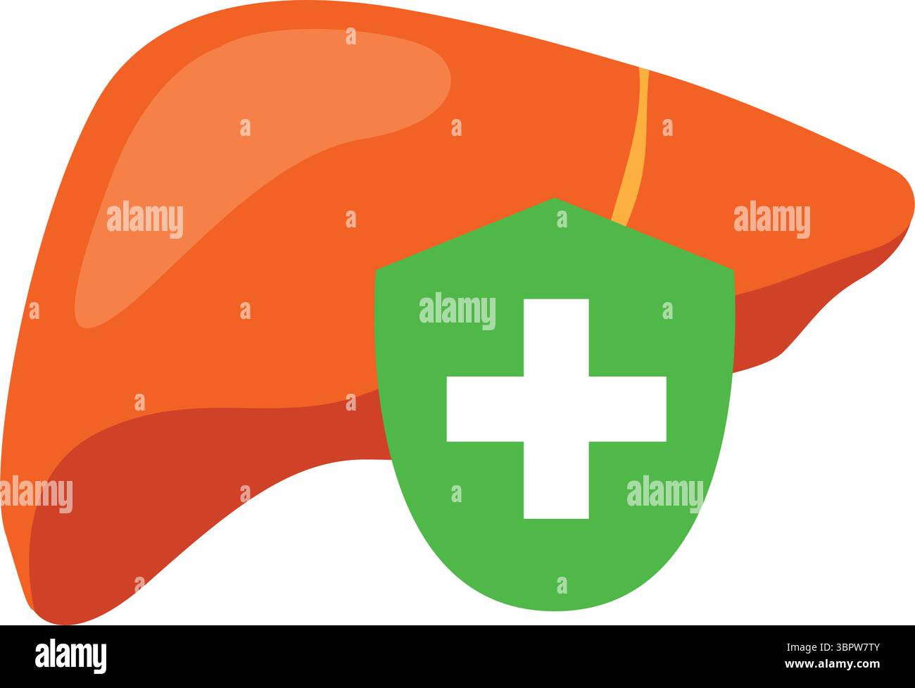 Hepatoprotector concept icon, healthy liver flat icon shield. Liver ...