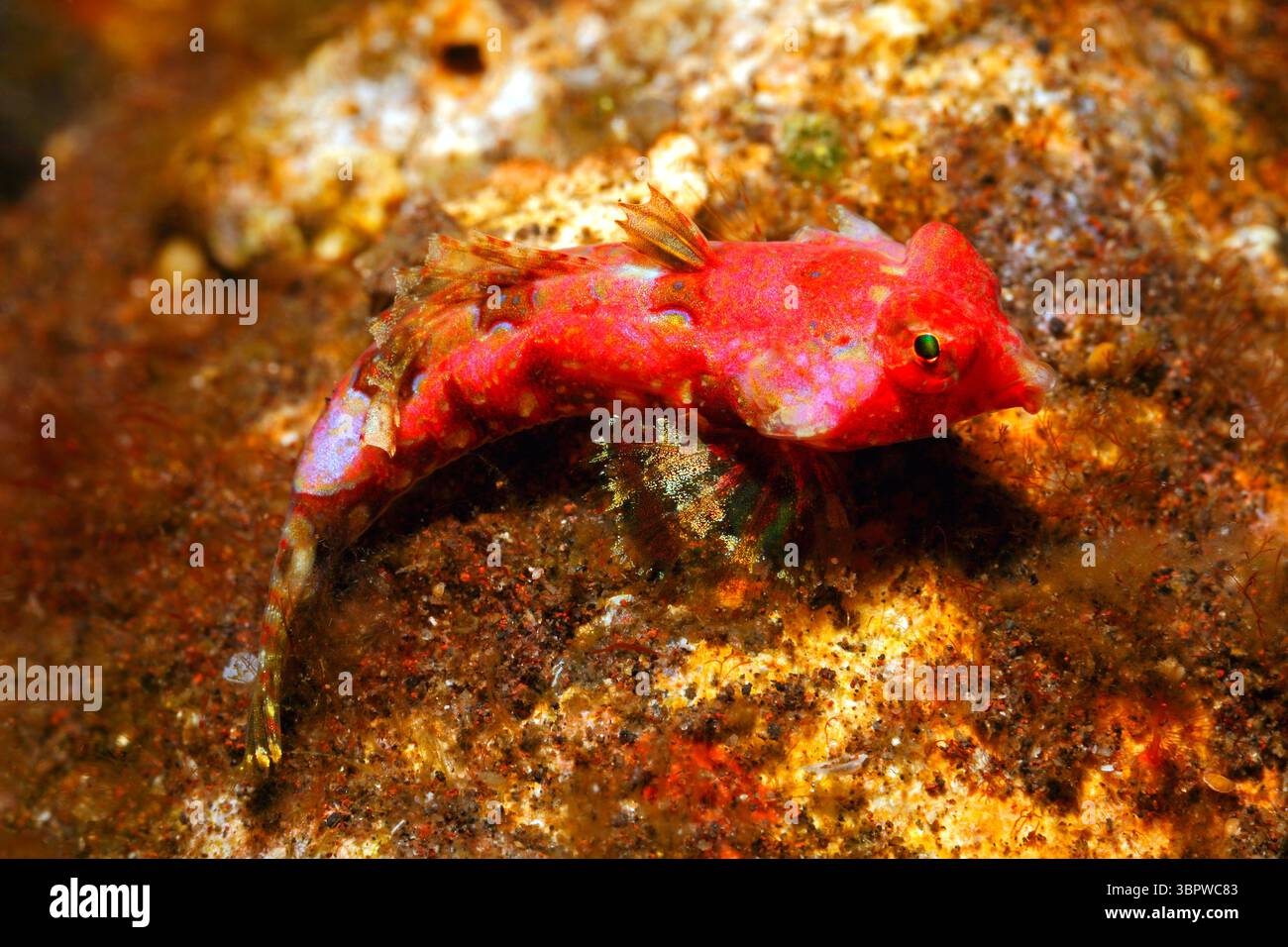 Dragonet, Synchiropus sp, possibly either Synchiropus bartlesi or ...