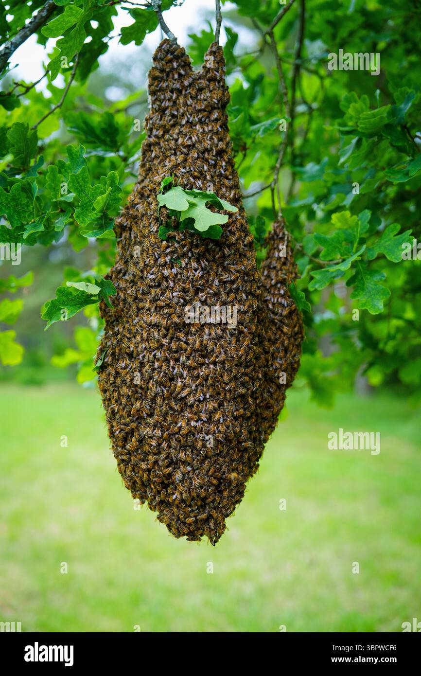 Honey Bee Swarm Clustered on Tree Branch, Natural Beehive Formation in ...