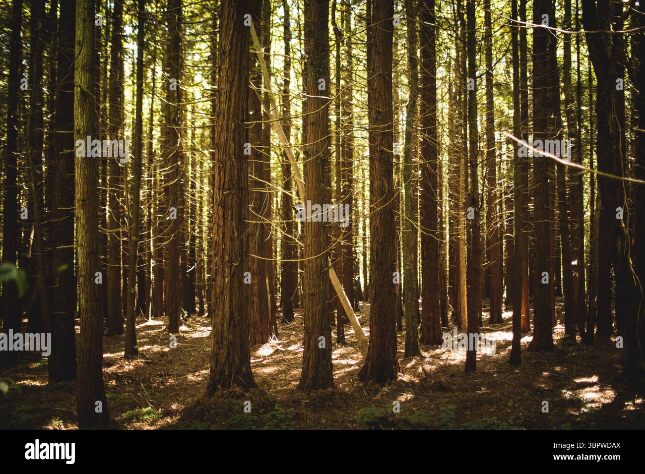 Flat design illustration is showing dense forest scene with sunlit tree ...