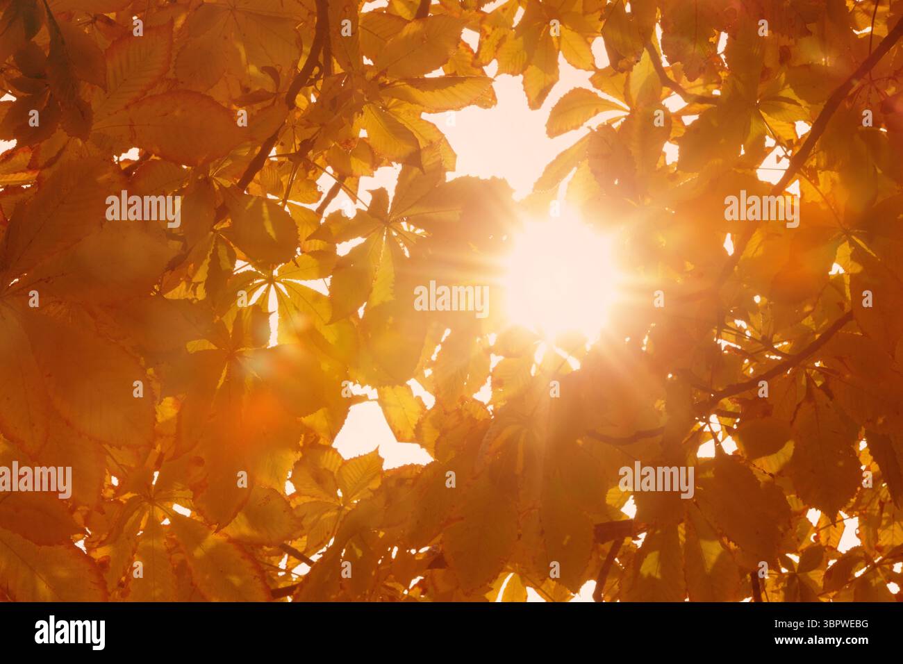 Sunlit autumn leaves and branches are filtering glow through canopy ...